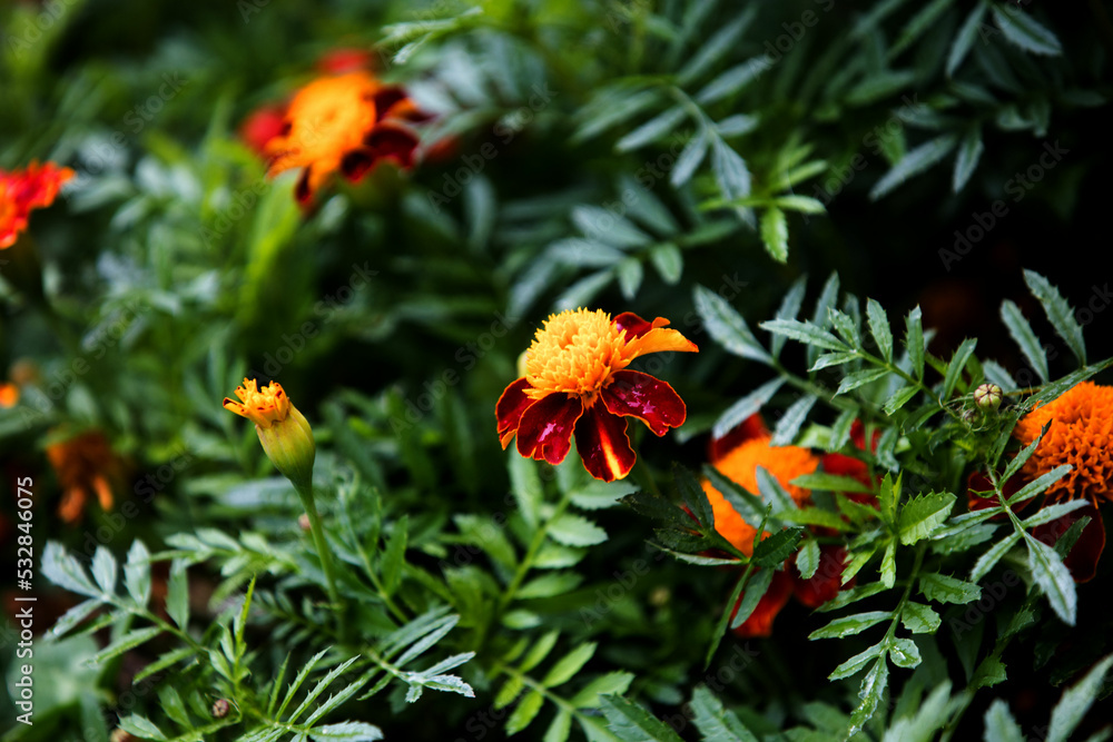 Autumn marigold background. Uses and Benefits of Marigold Flowers Stock ...