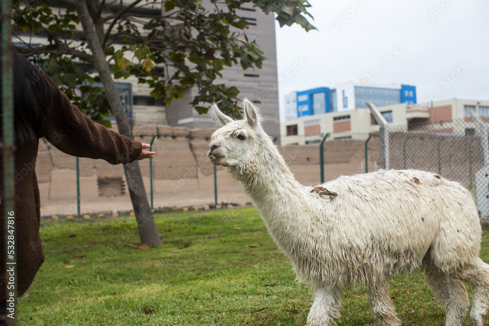 Alpaca joven amigable con las personas humanos Stock Photo | Adobe Stock