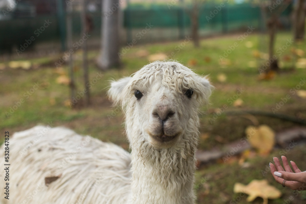 Alpaca joven amigable con las personas humanos Stock Photo | Adobe Stock