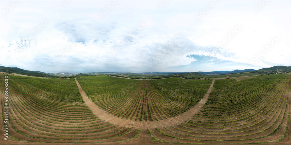 HDRI seamless spherical 360 degree aerial panorama over grape fields of ...