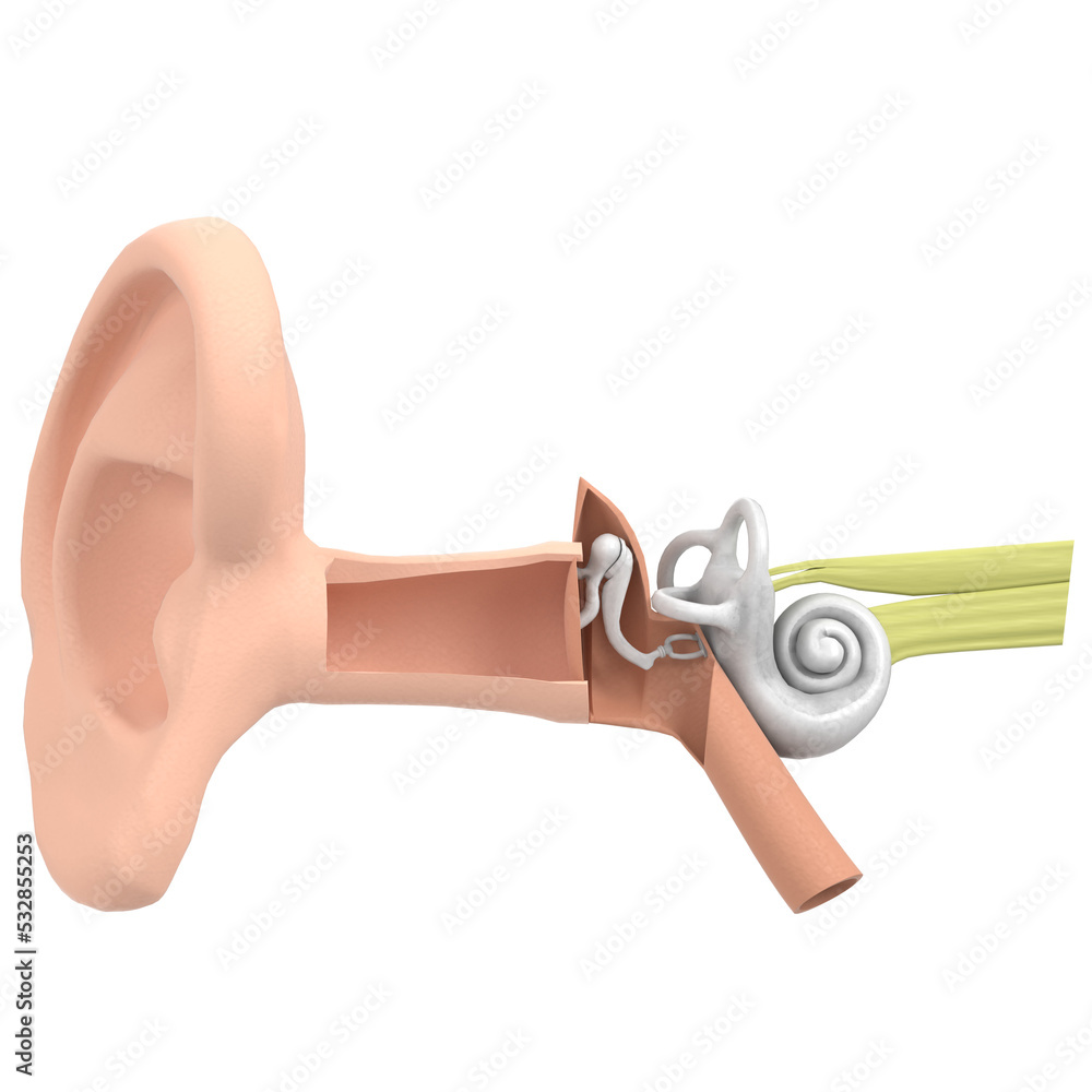 3d rendering illustration of a human ear anatomy Stock Illustration ...