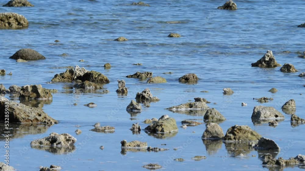 Dead coral stones on water surface background. Calcic skeleton of reef ...