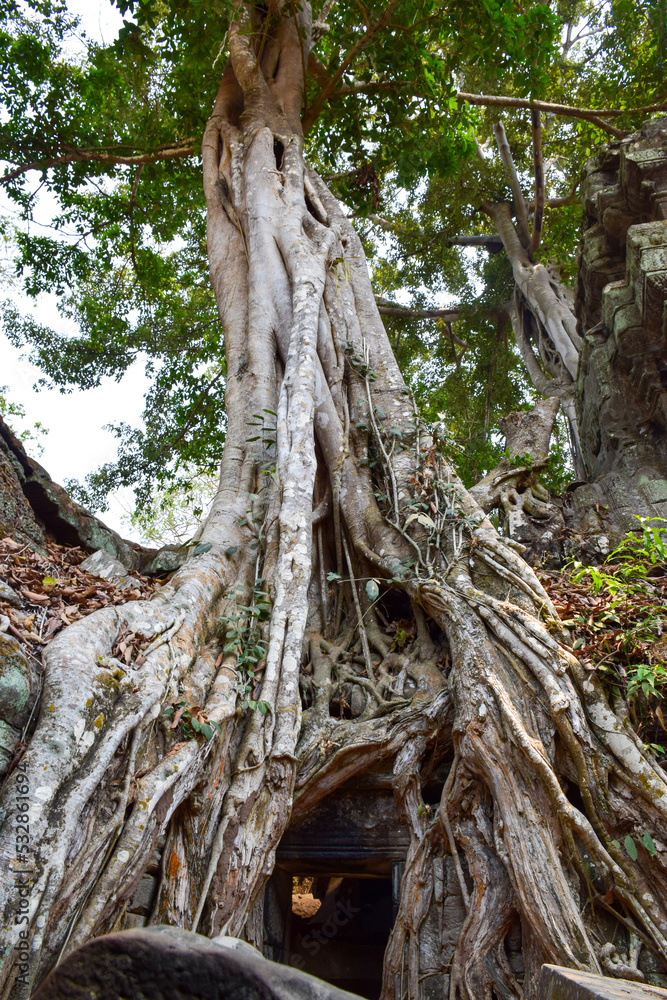 Tree roots hugging the Khmer building. Ta Prohm was a Buddhist temple ...