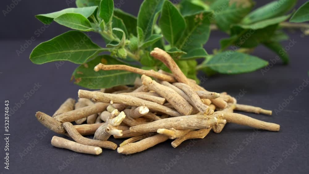 Ashwagandha Medicinal Herb with Fresh Leaves, also known as Withania ...