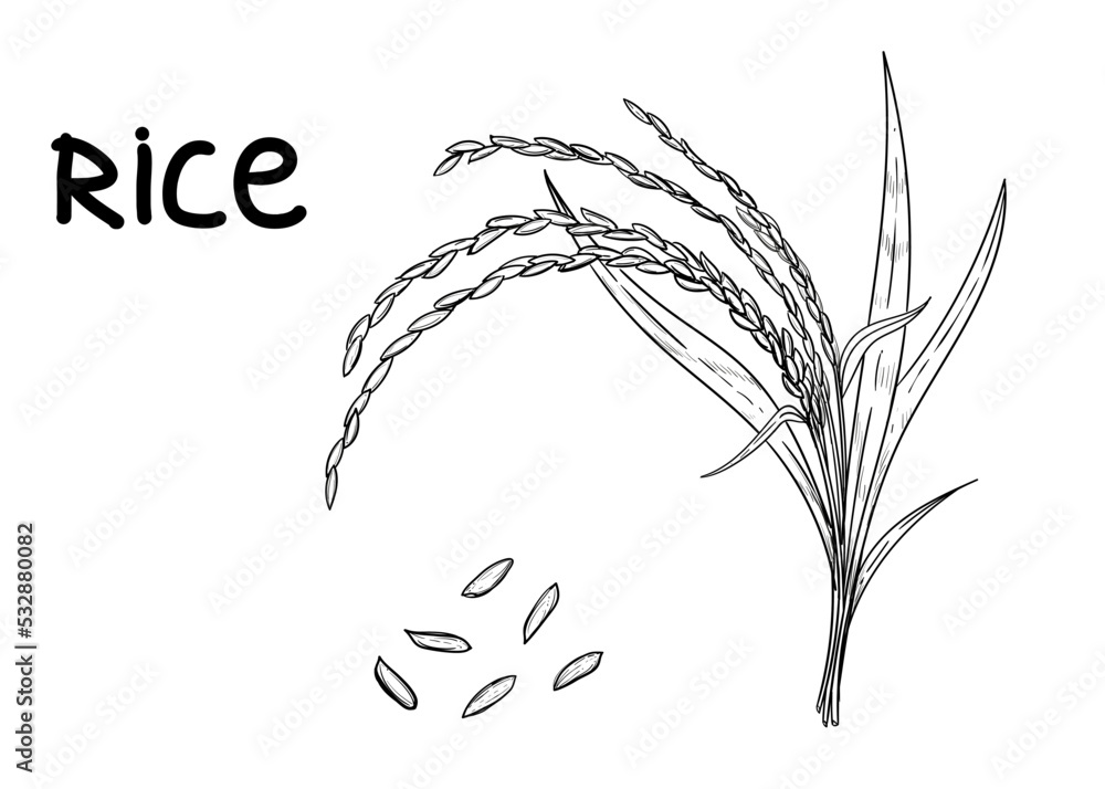 Hand drawn sketch black and white of rice plant, ear, leaf, grain ...