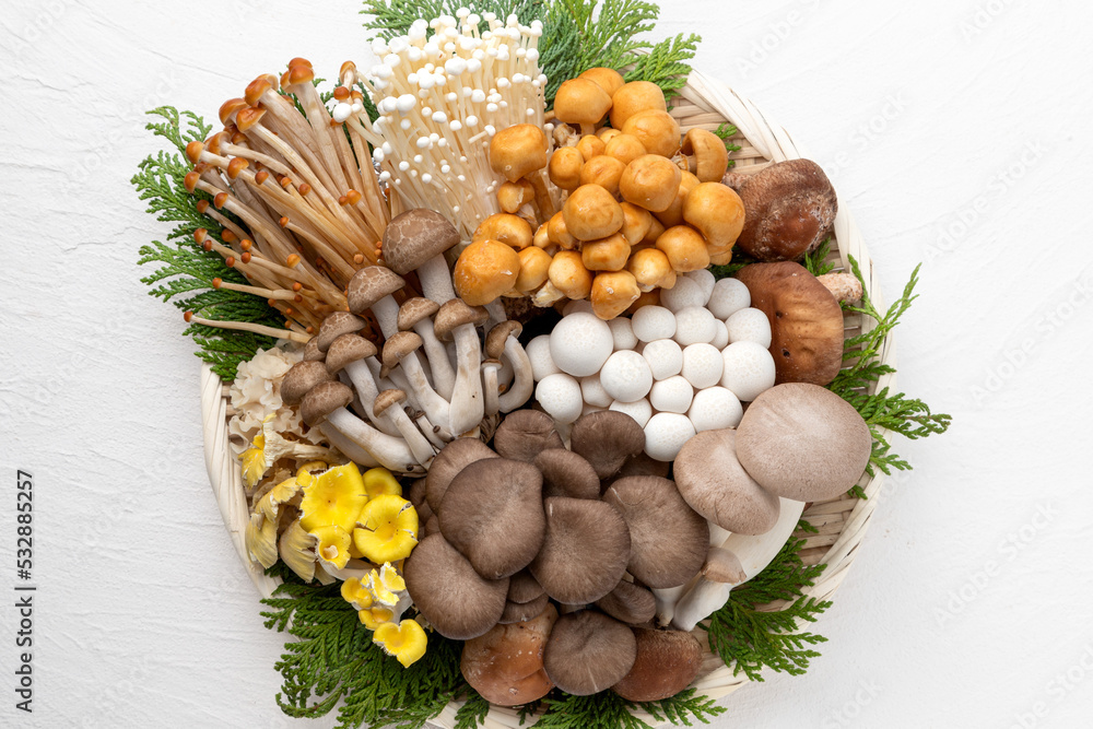 たくさんの種類のきのこ Stock 写真 | Adobe Stock