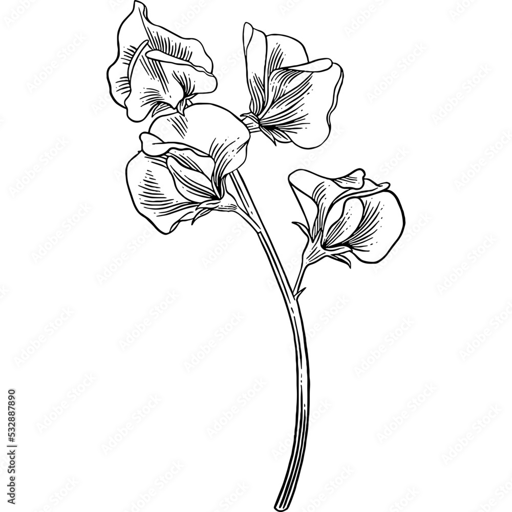 Hand drawn Sweet Pea Flower Sketch Illustration Stock Vector | Adobe Stock
