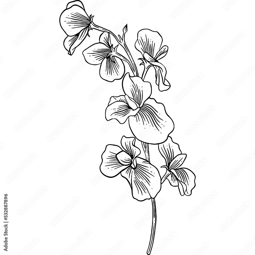 Hand drawn Sweet Pea Flower Sketch Illustration Stock Vector | Adobe Stock