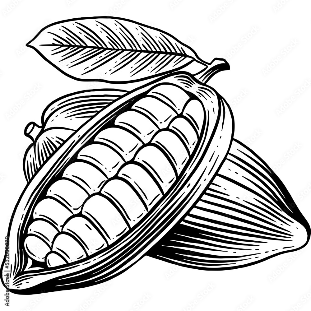 Hand drawn Cacao Sketch Illustration Stock Vector | Adobe Stock