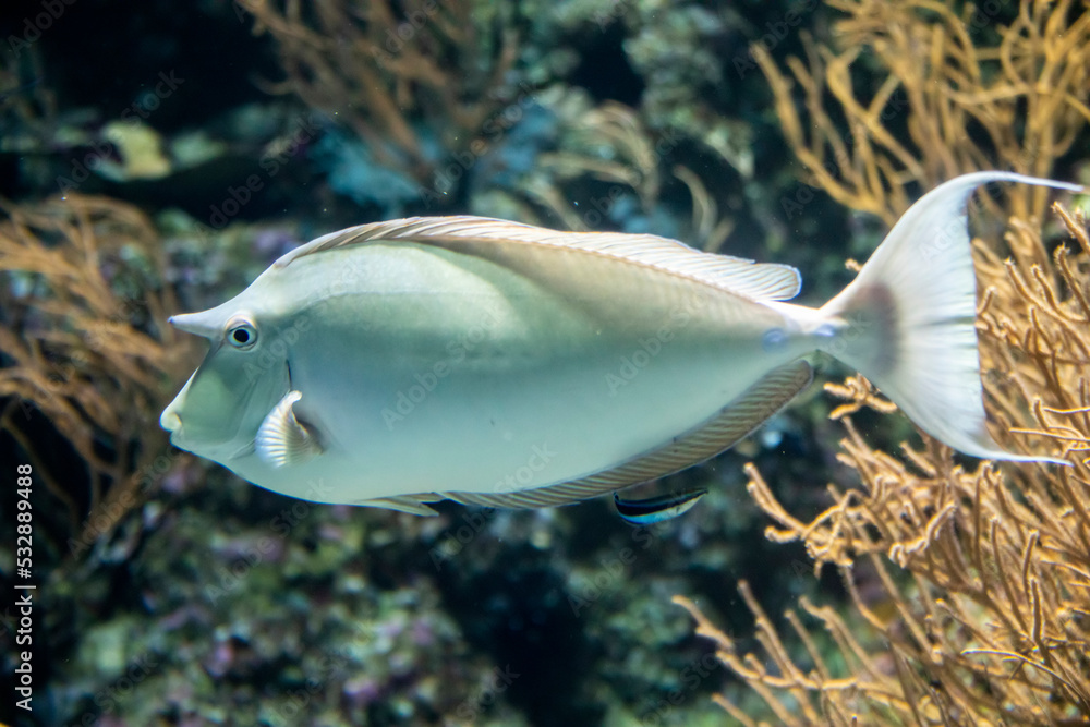 The bluespine unicornfish (Naso unicornis) is a tang from the Indo ...