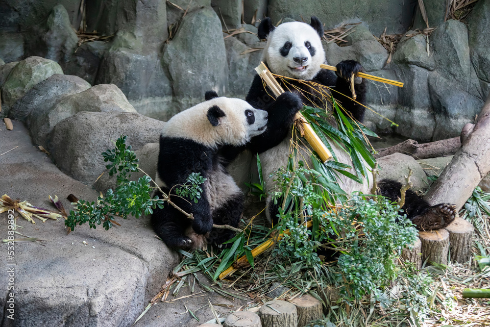 Foto de the panda The giant panda "Lele" and his mother "JiaJia ...