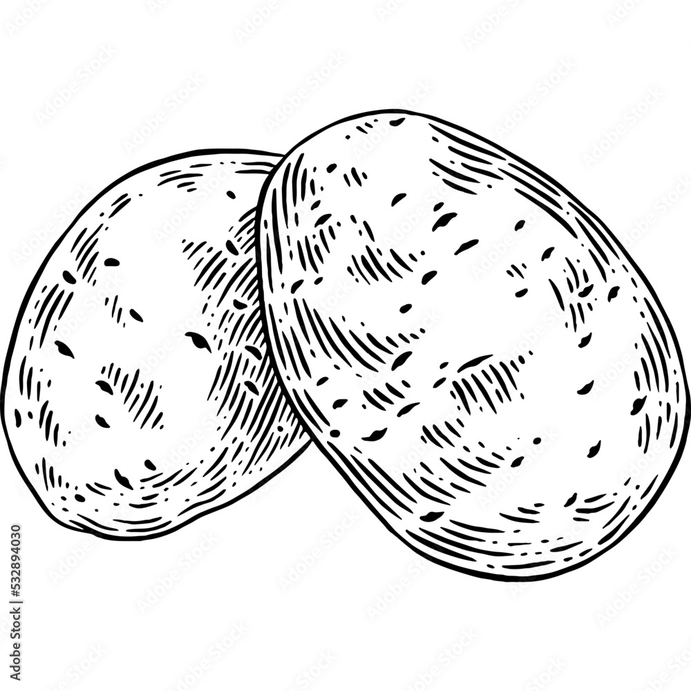 Hand drawn Potatoes Sketch Illustration Stock Vector | Adobe Stock