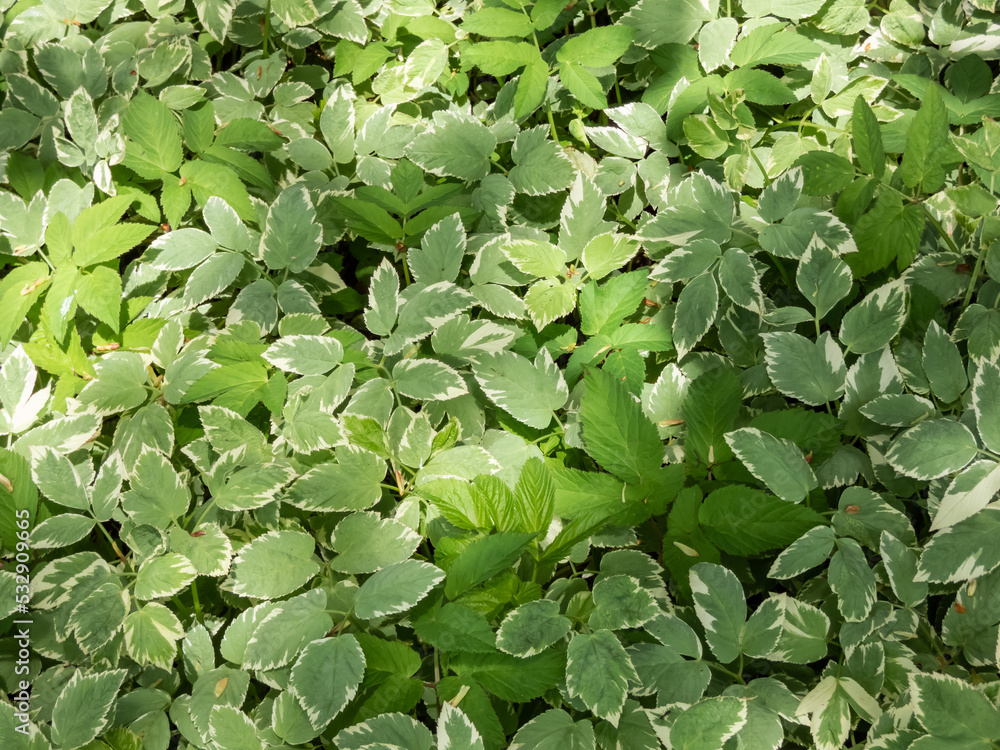 Bishop's weed or goutweed (Aegopodium podagraria) 'Variegatum' is one ...