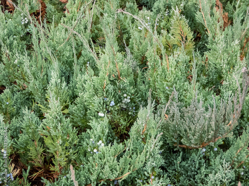 Evergreen Creeping juniper (Juniperus horizontalis) Alpina featuring ...