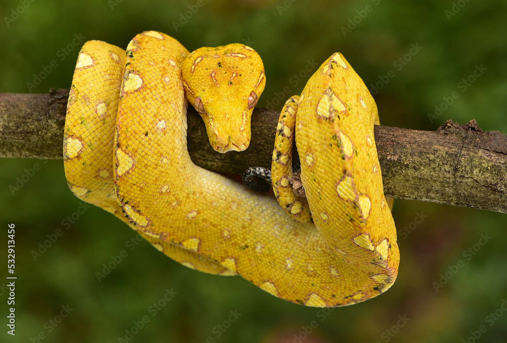 Snake roll, The green tree python, Morelia viridis is a species of ...