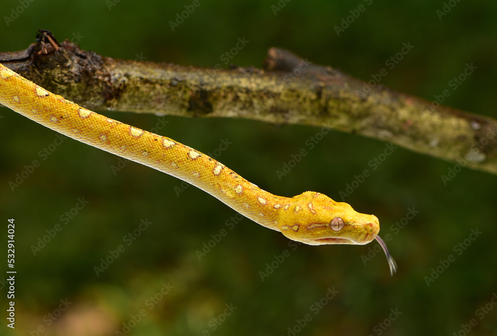 Snake hiss, The green tree python, Morelia viridis is a species of ...