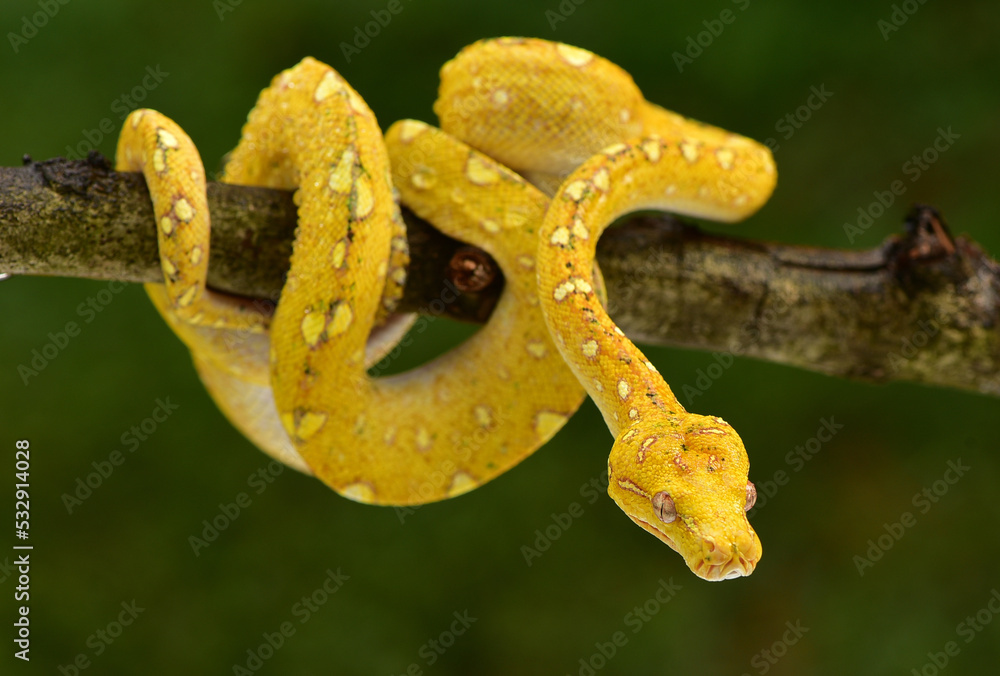 The green tree python, Morelia viridis is a species of snake in the ...