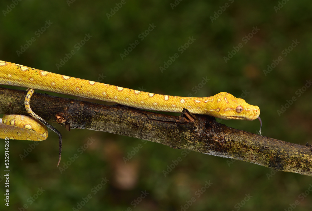 The green tree python, Morelia viridis is a species of snake in the ...