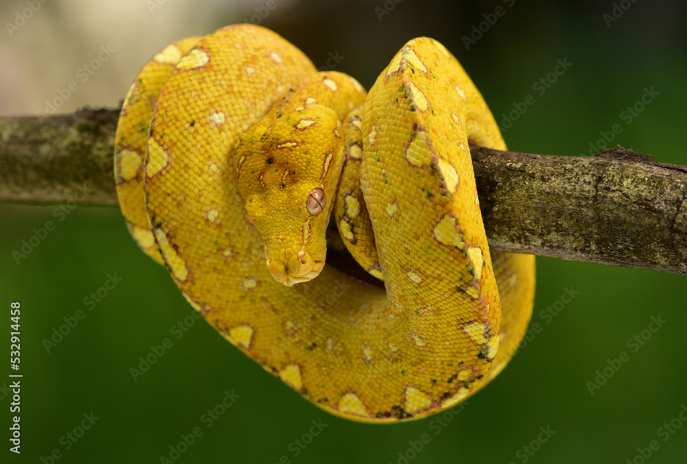 The green tree python, Morelia viridis is a species of snake in the ...