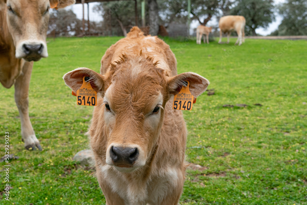 primer plano de la cara de ternero pequeño triste con crotal en sus ...