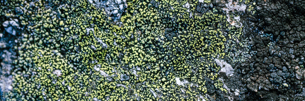 Natural texture of a stone covered with lichen. Lichenes patterns on a ...