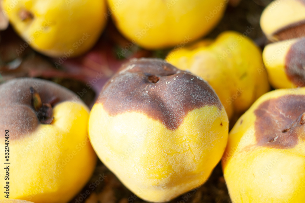 Rotten quince apple on the fruit tree, Monilia laxa infestation, plant ...