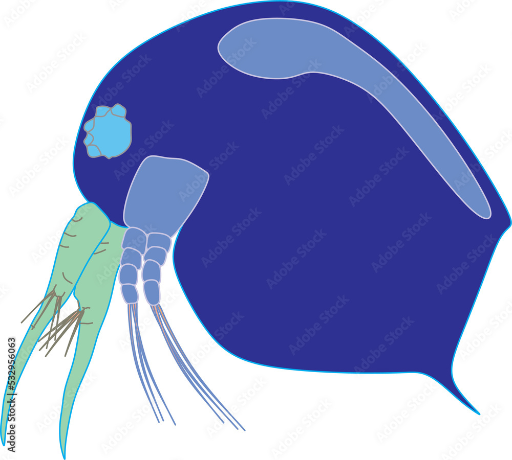 Plankton or water flea PNG photo cartoon character. Stock Illustration ...