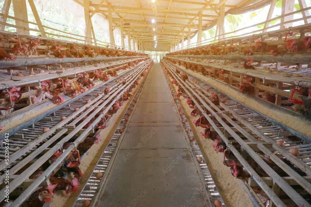 Modern poultry farm. Lots of chickens in the hangar. Feed and drink ...