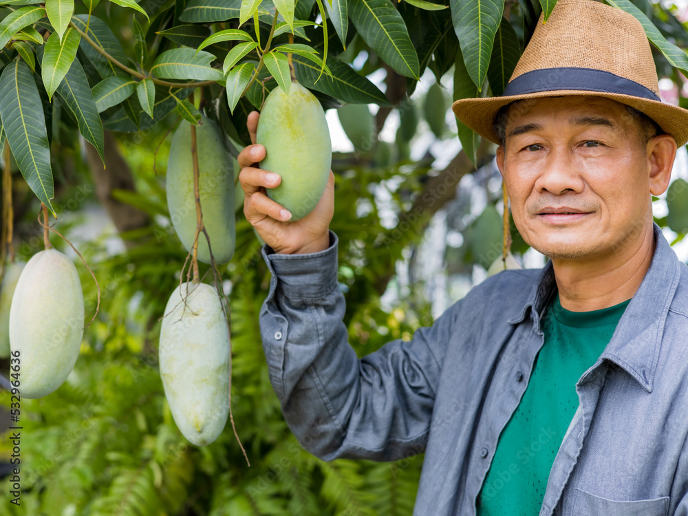 Owner of the mango orchard examining mango in orchard. Stock Photo ...