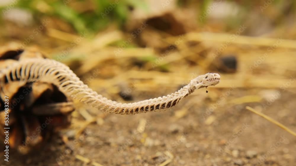 Dead blind snake in woods. Snake skeleton detail, Skull, spine, ribs ...