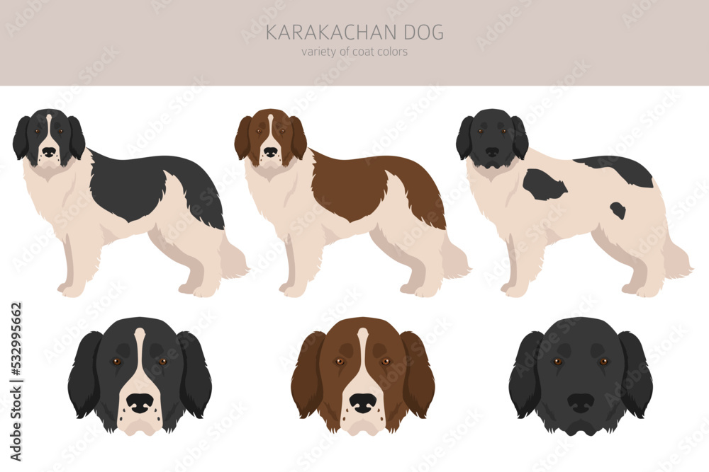Karakachan dog clipart. Different coat colors set Stock Vector | Adobe ...