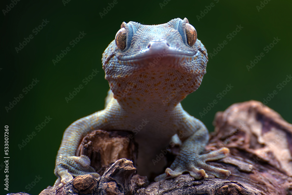 Poster Close up photo of the tokay gecko (Gekko gecko) – Wall Art ...