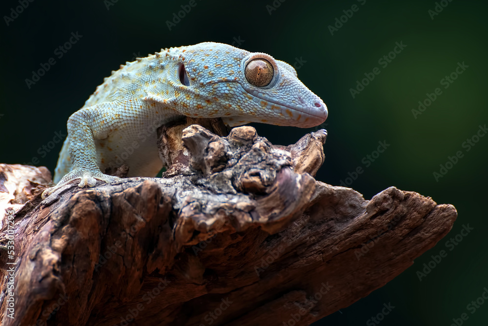 Poster Close up photo of the tokay gecko (Gekko gecko) – Wall Art ...