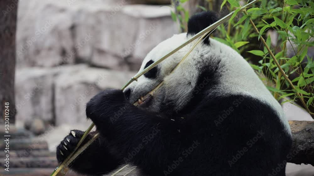 Cute happy funny giant panda eating bamboo. Funny panda bear sitting in ...