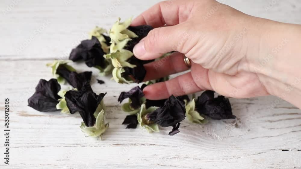 Vidéo Stock Picked herbal medicinal plant Malva sylvestris L, common ...