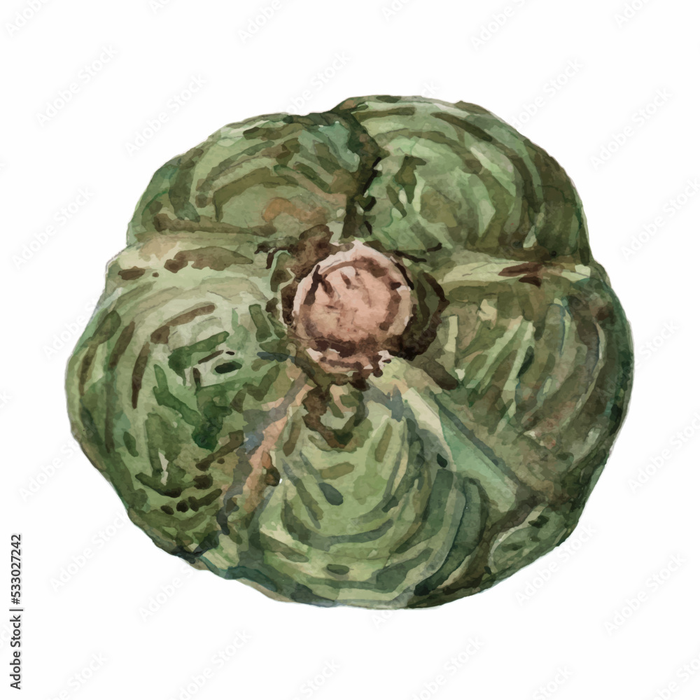 Cabbage. Hand-drawn watercolor painting on a white background ...