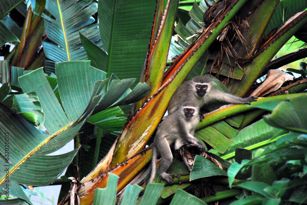 Africa- Two Cute Vervet Monkeys in a Beautiful Banana Tree Stock Photo ...
