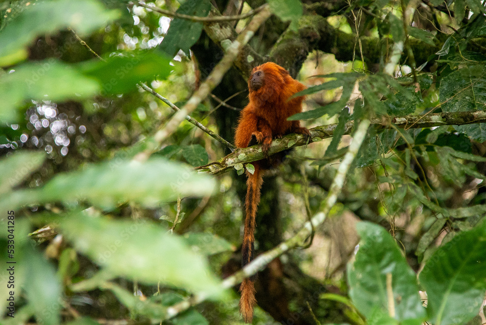 Poster The golden lion tamarin is an endemic species native to the ...