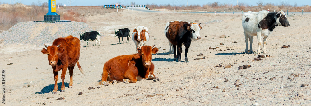 Herd of cows in the desert steppe of Central Asia. Search for food ...