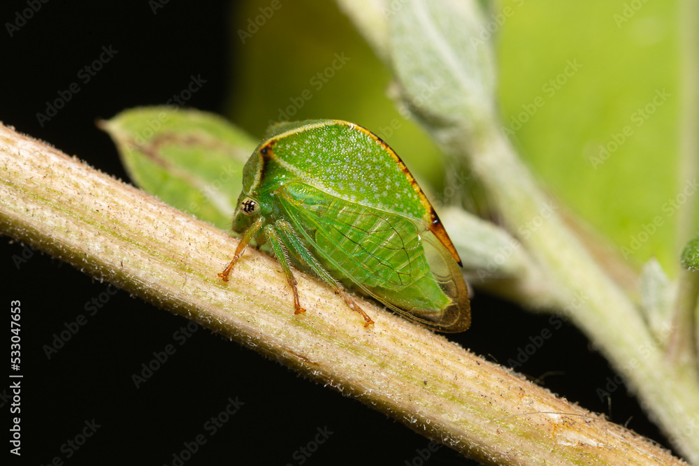 Buffalo treehopper (Stictocephala bisonia) sitting on the stem of a ...