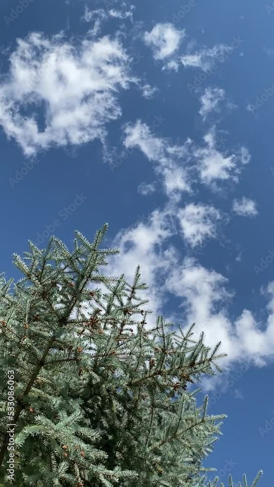 backyard trees motion breeze nature blowing weather field blue sky ...