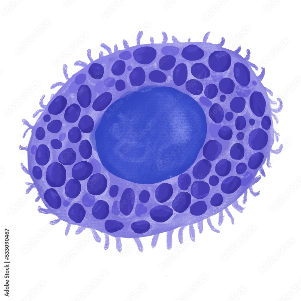 Mast cell of the immune system. Stock Illustration | Adobe Stock