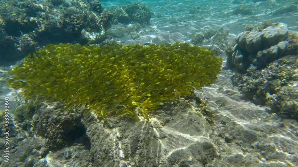 Massive school of juvenile Rabbitfish in shallow water swims over coral ...