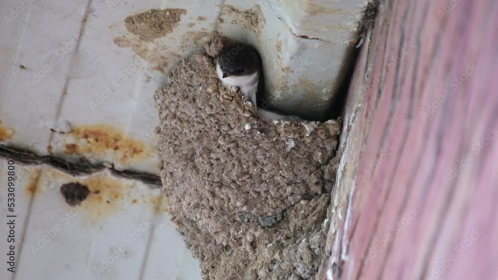 The common eider, also called St. Cuthbert's duck or Cuddy's duck, is a ...