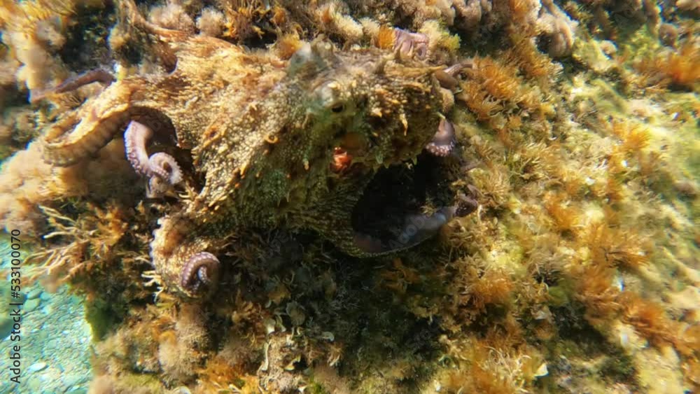 Underwater slow motion video of octopus swimming in tropical exotic bay ...