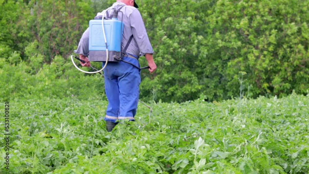 A farmer applying insecticides to his potato crop. The use of chemicals ...