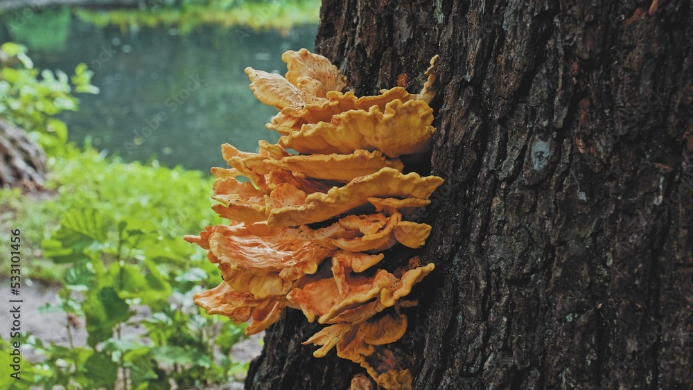 Old Park Tree Infested with Laetiporus Sulphureus Crab-of-The-Woods ...
