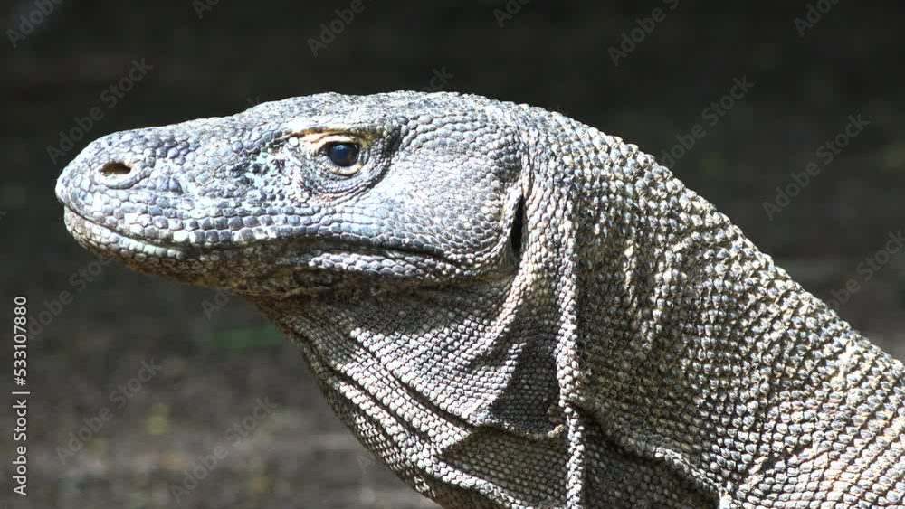 The varan of Komodo Island. Indonesia. Varan Dragon Komodo close up ...