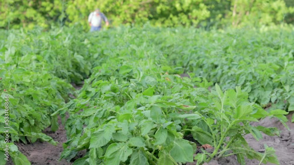A male farmer sprays pesticides on a potato plantation from a sprayer ...