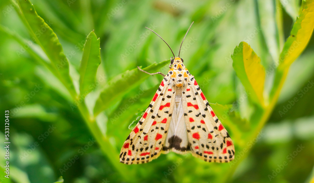 The scarlet-spotted moth with the scientific name Utetheisa pulchella ...